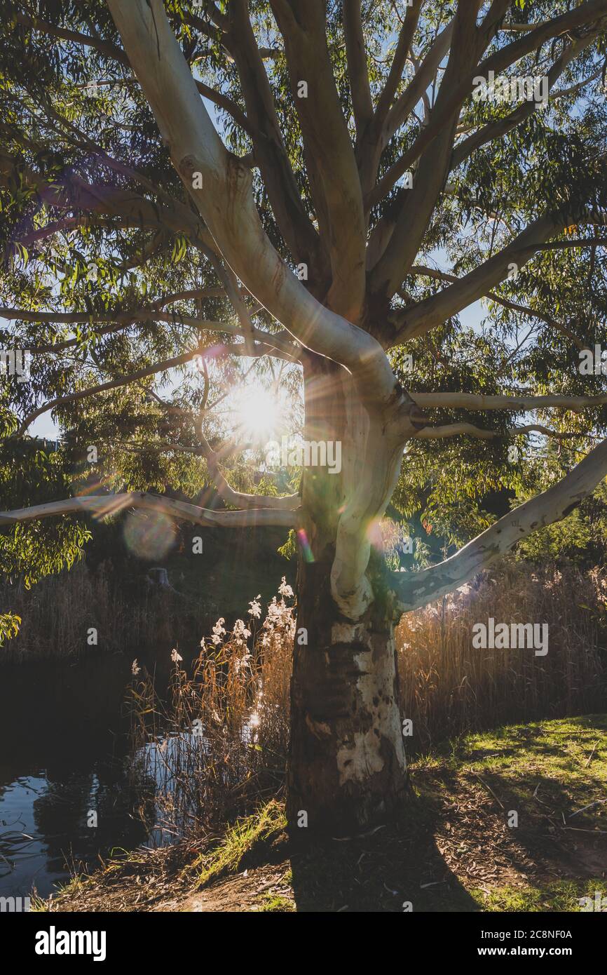 Eucalyptus tree next to river hi-res stock photography and images - Alamy