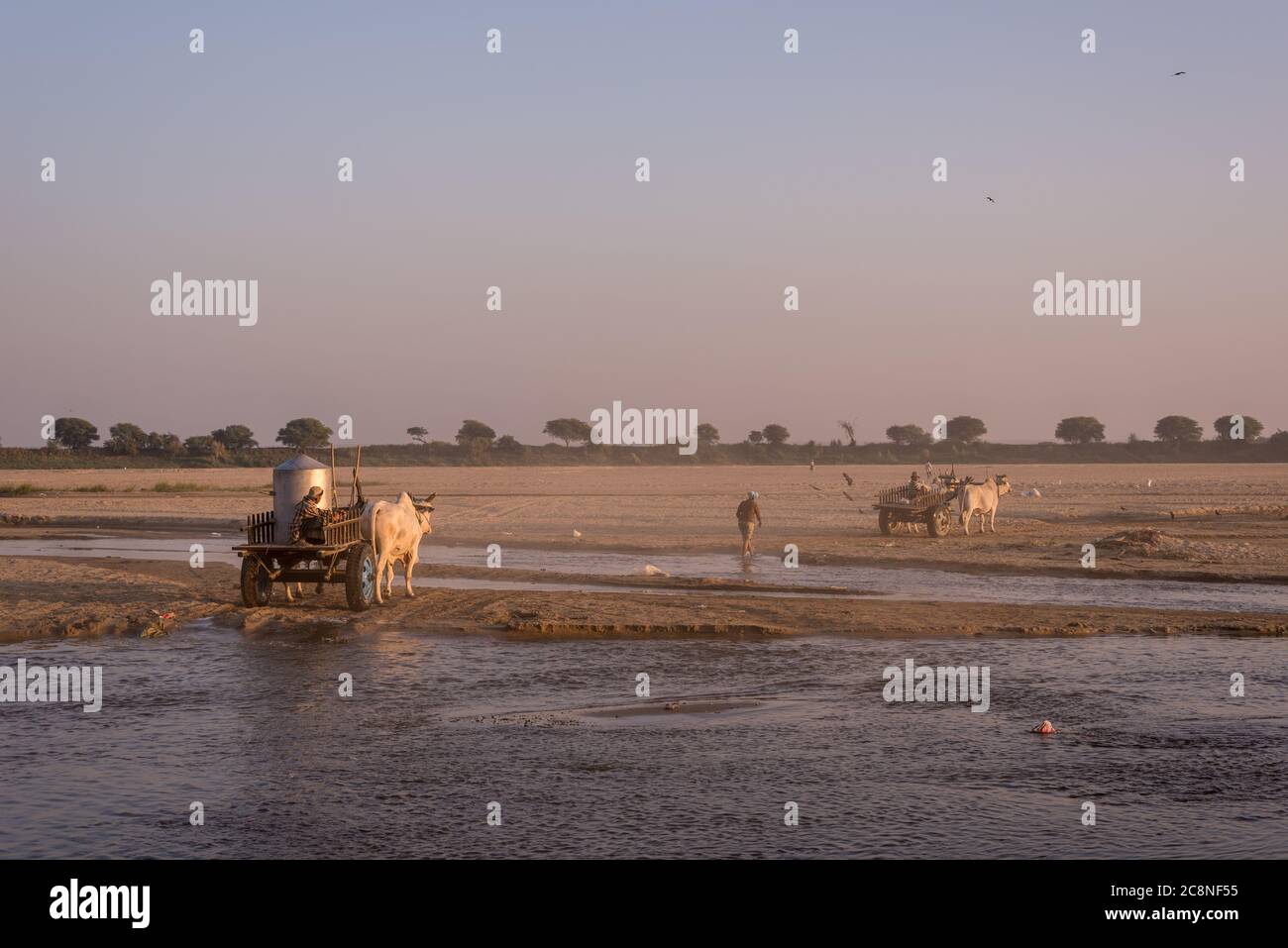 A kart pulled by oxes crosses the river in Pakokku, Myanmar Stock Photo ...