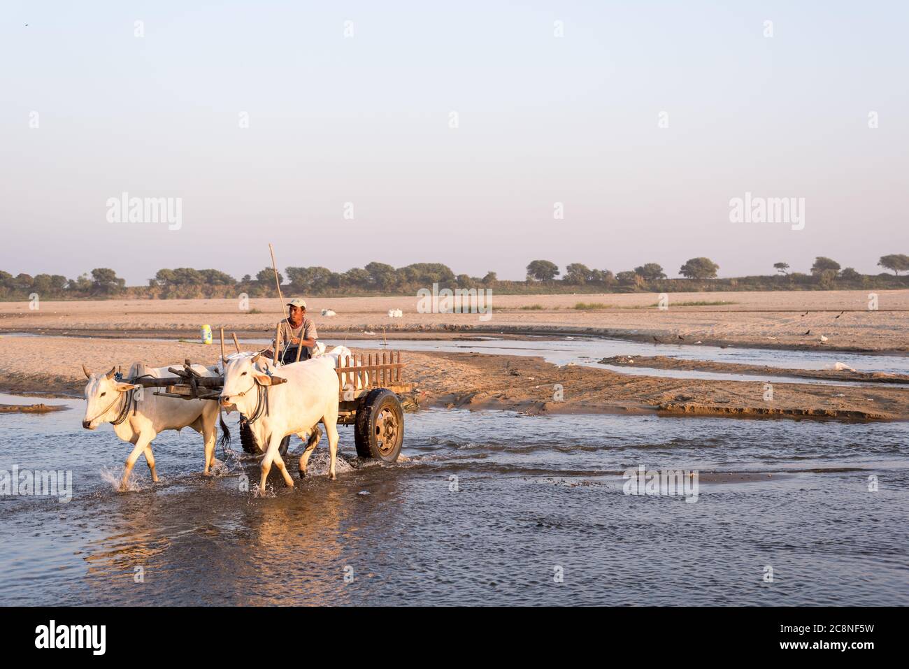 A kart pulled by oxes crosses the river in Pakokku, Myanmar Stock Photo ...