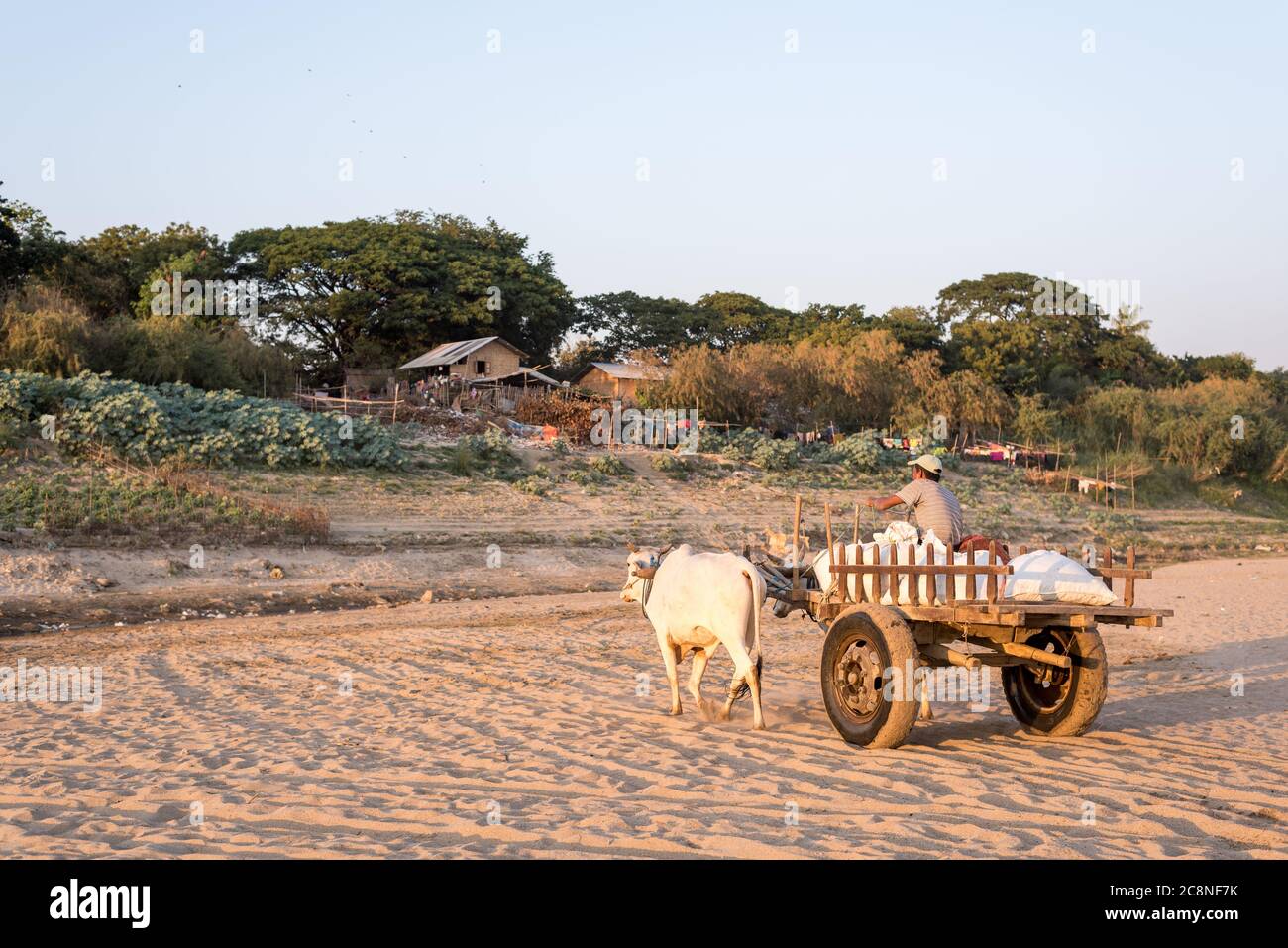 A kart pulled by oxes crosses the river in Pakokku, Myanmar Stock Photo ...
