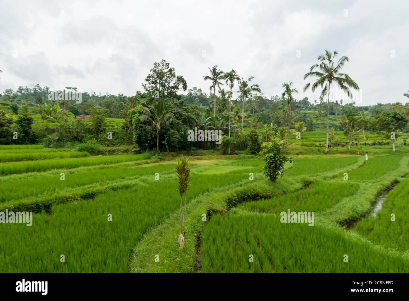 Rice paddies at Bali Stock Photo - Alamy
