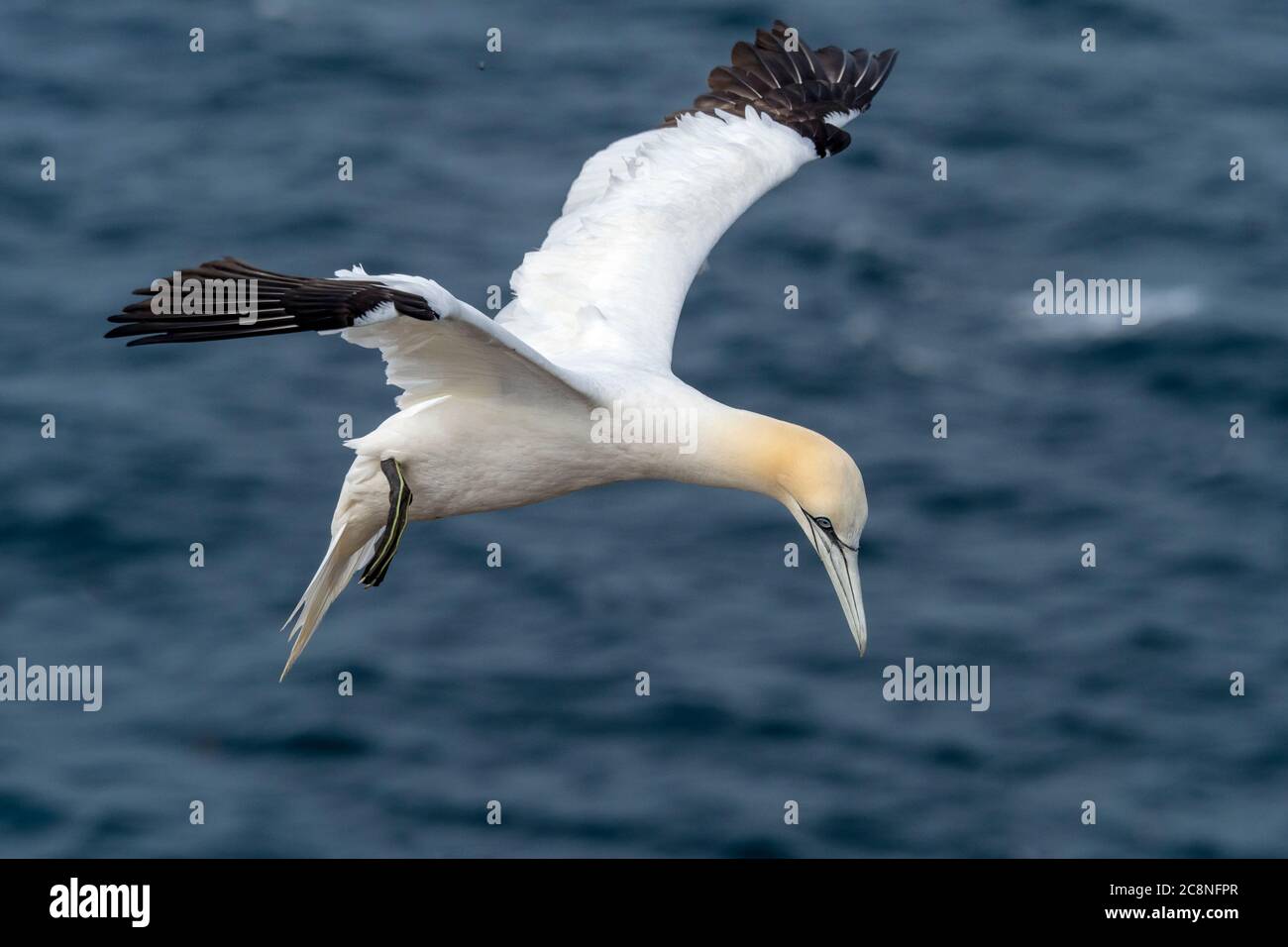Northern gannet scotland hi-res stock photography and images - Alamy