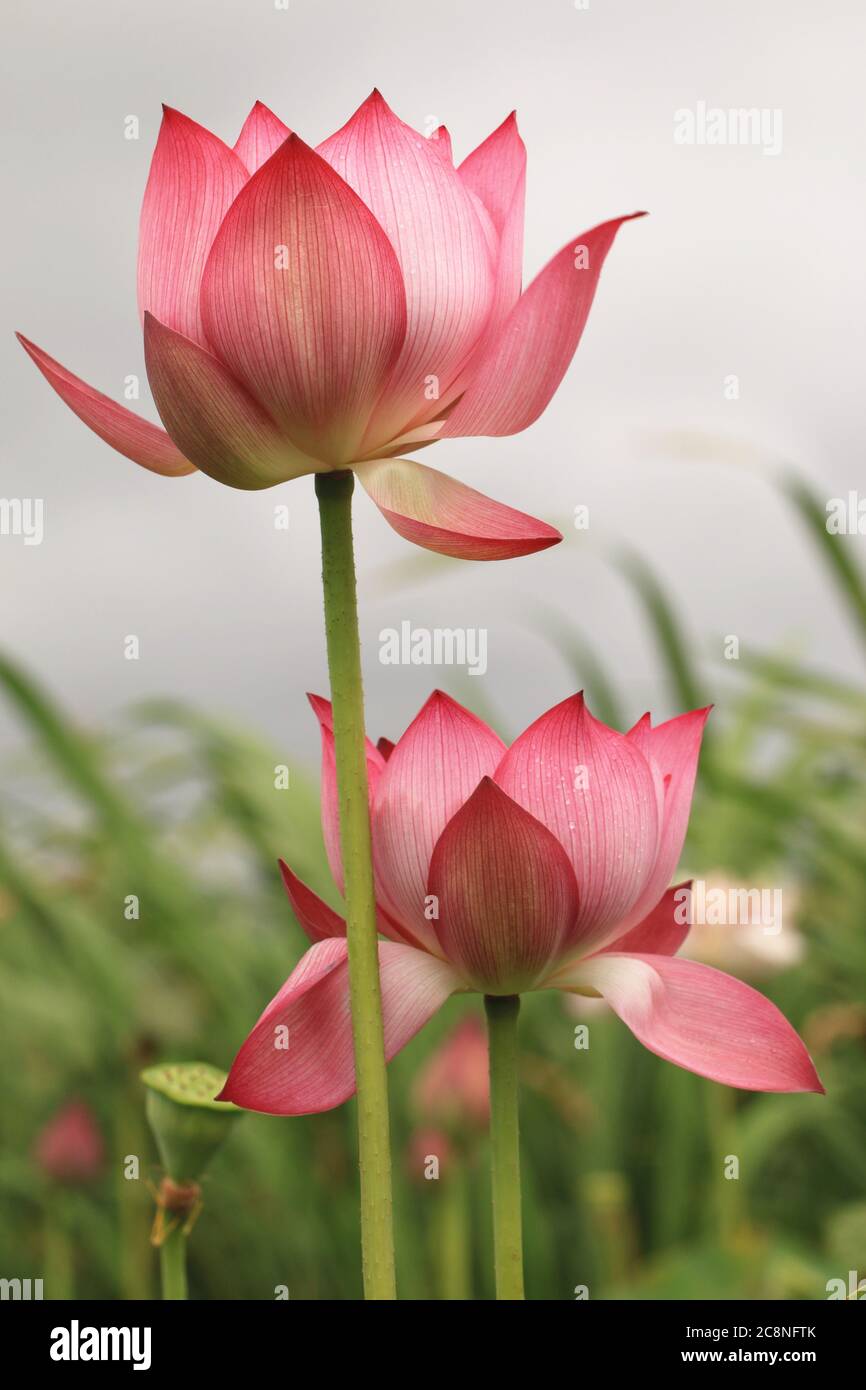 Peony Lotus flowers close-up,beautiful pink peony lotus flowers ...