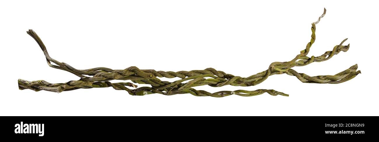 Circular vine roots, jungle tree branch isolated on white background ...