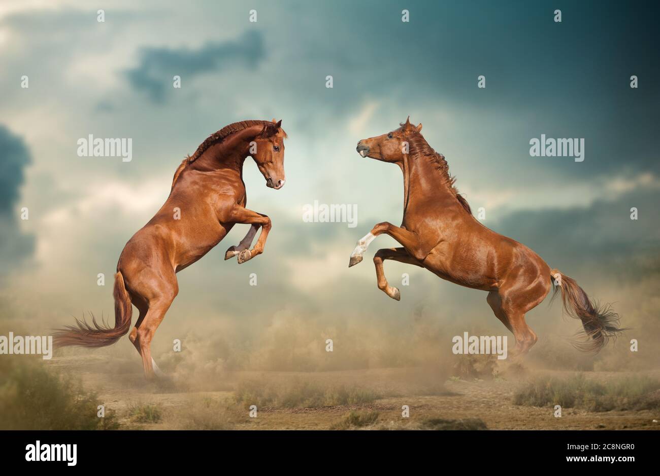 two beautiful young stallions fighting in the desert Stock Photo - Alamy