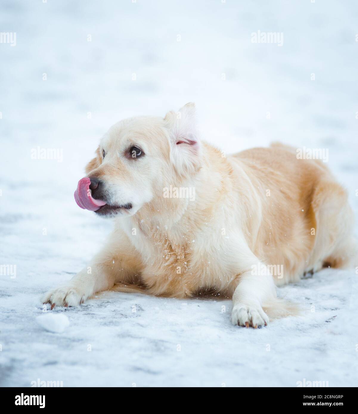 Golden retriever in winter Stock Photo - Alamy