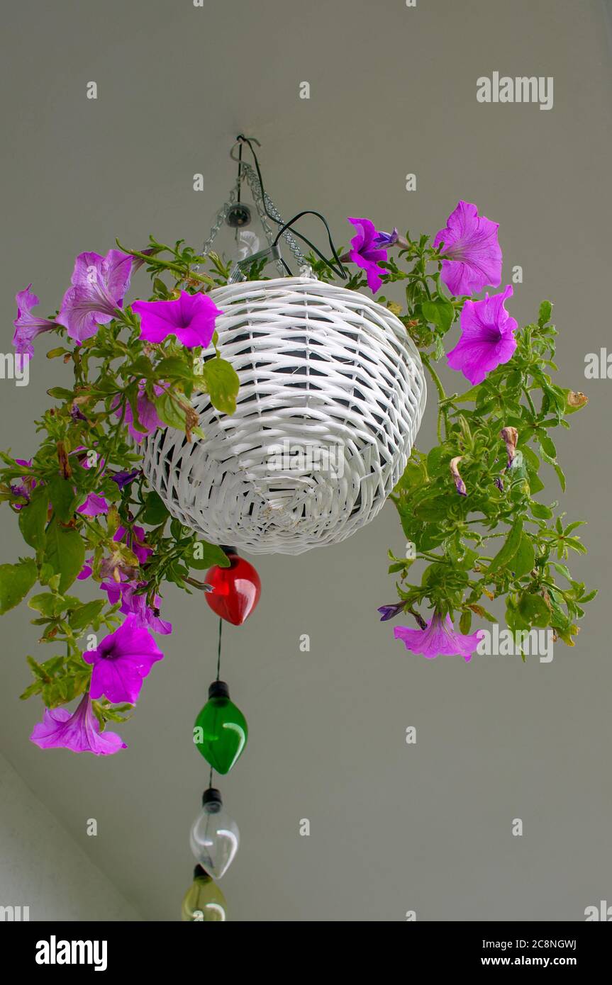 Petunia hybrida hort. ex Vilm, hanging flower in white decorative ...