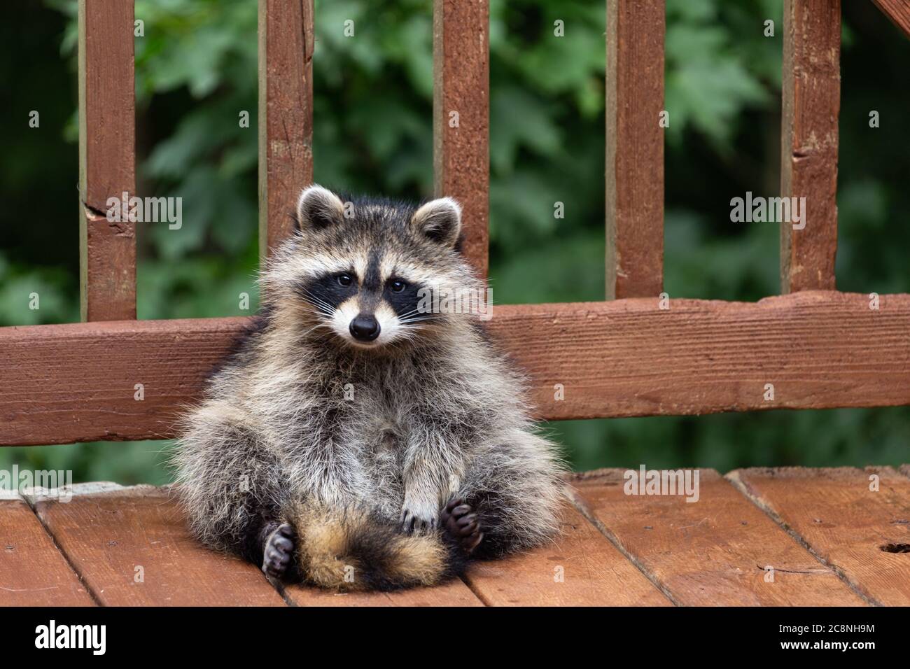 Baby raccoon sitting on a weathered wooden deck playing with tail Stock ...