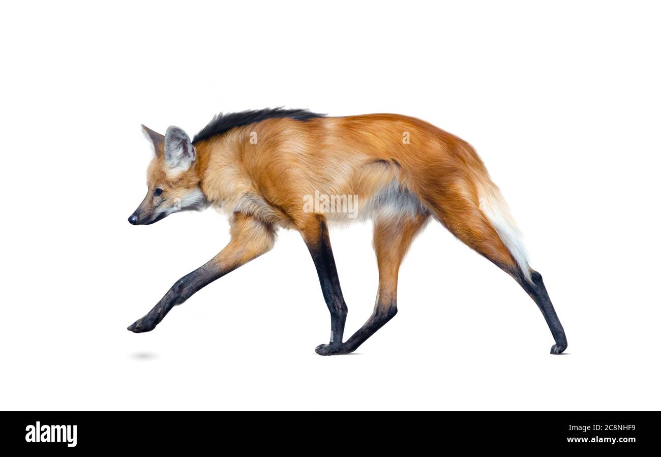 White Maned Wolf