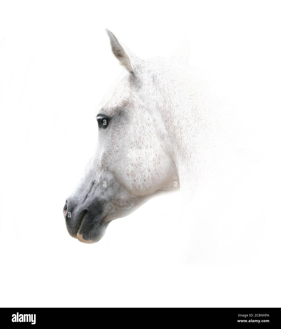 White arabian horse hi-res stock photography and images - Alamy
