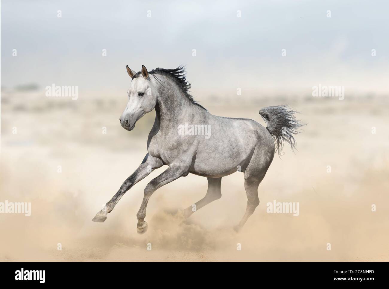 Arabian horse desert hi-res stock photography and images - Alamy