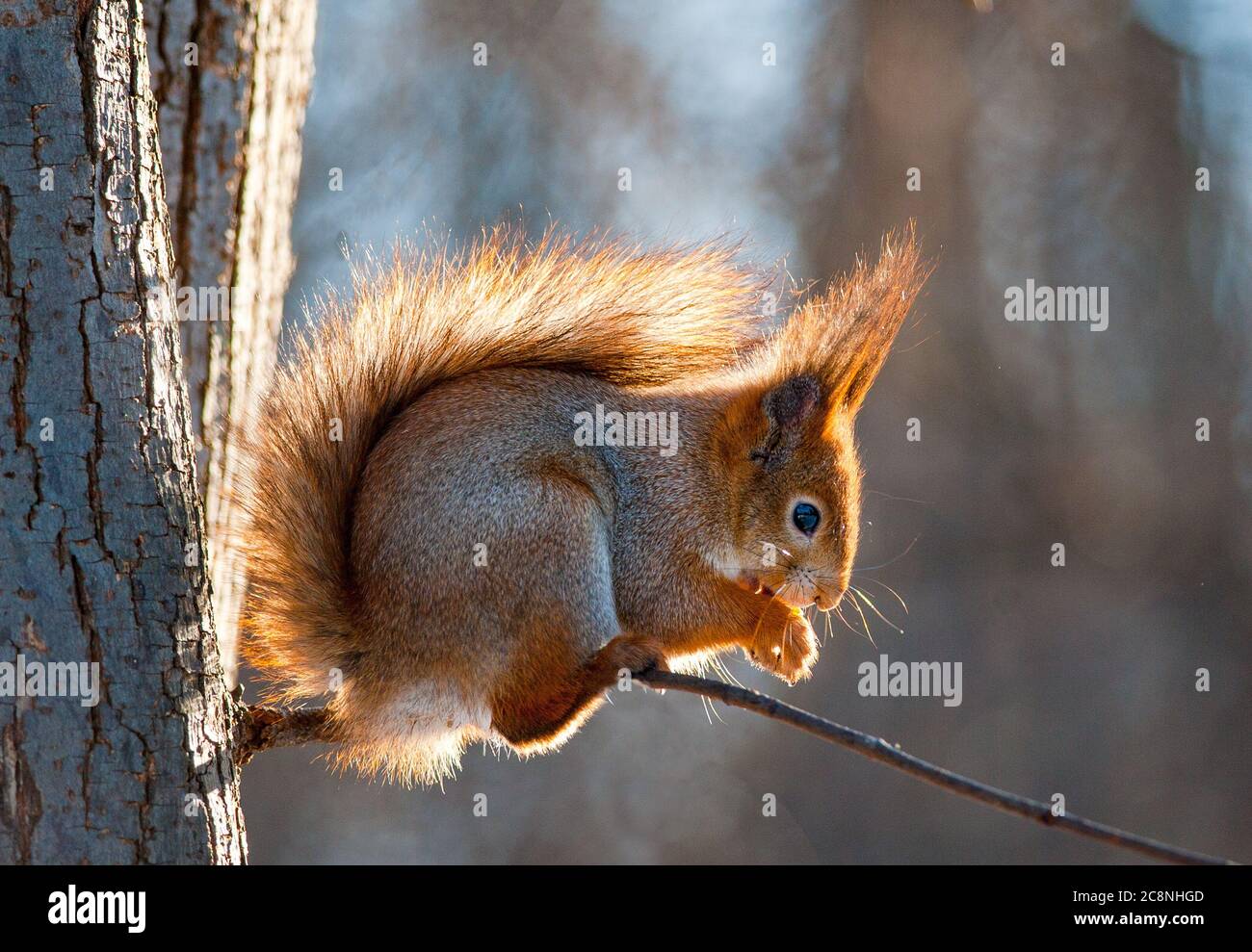 Squirrel sitting on a tree hi-res stock photography and images - Alamy