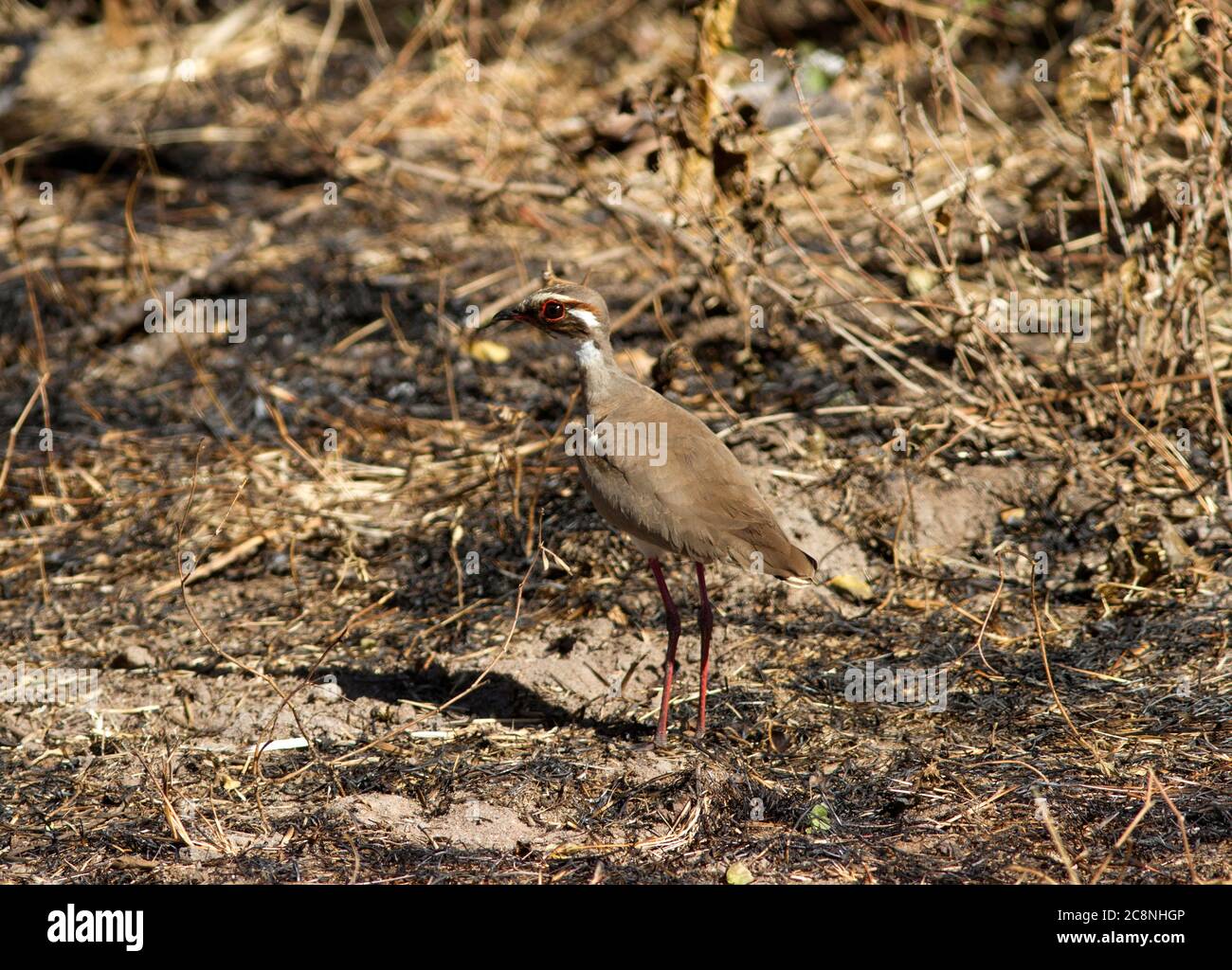 The cryptic Temminck's Courser is a shy crepuscular bird that hides in ...
