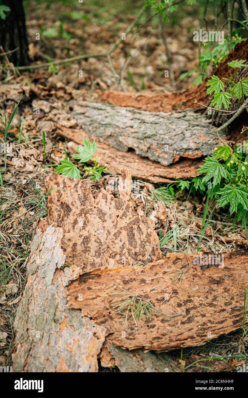 Old Pine Bark Fell Off From Damage To Tree Trunk By Insects - Ants ...