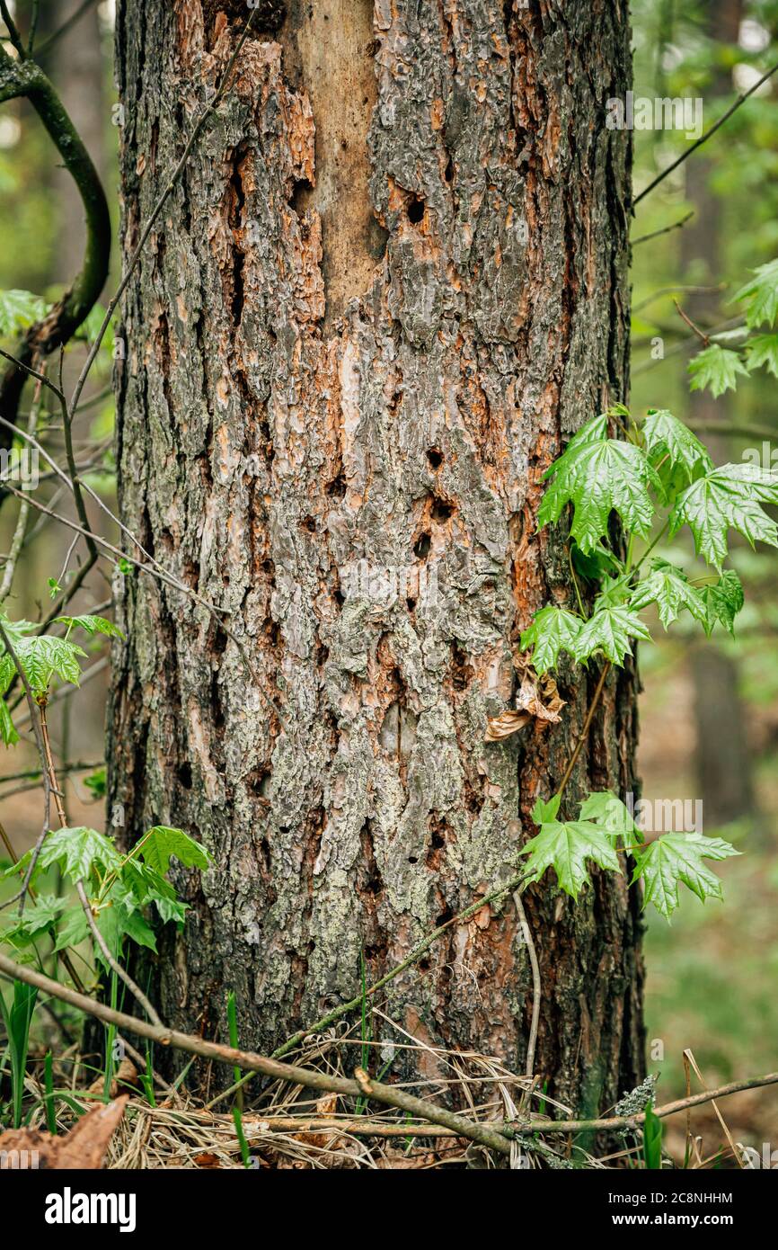 Old Pine Bark Fell Off From Damage To Tree Trunk By Insects - Ants ...
