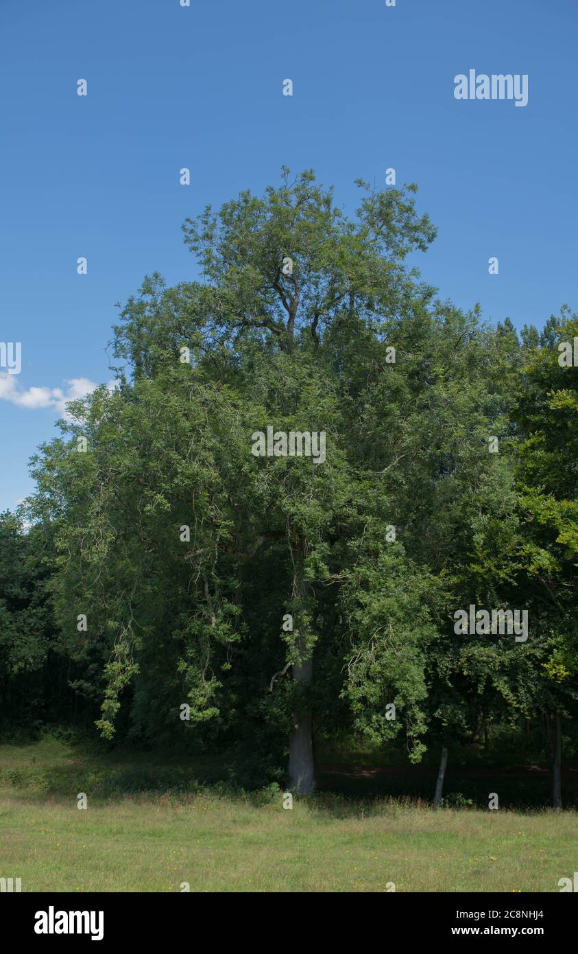 Summer Foliage on a Mature Deciduous Weeping Ash Tree (Fraxinus ...