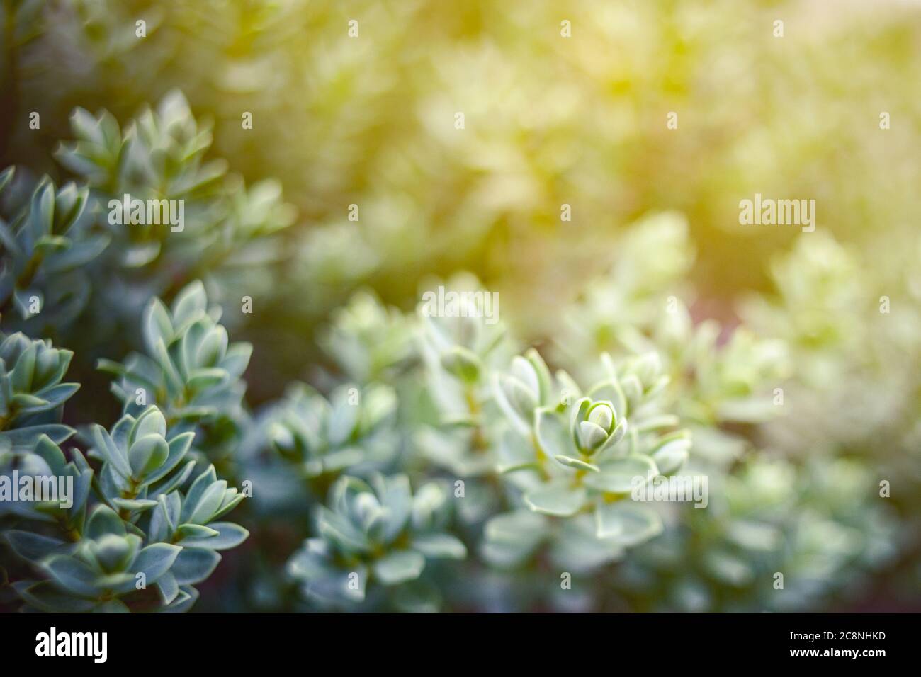 Ray of early morning light hi-res stock photography and images - Alamy