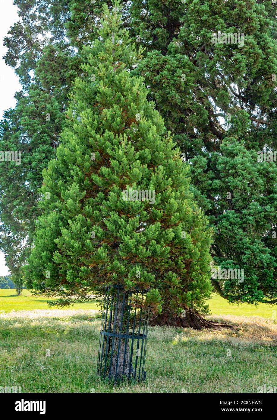 A small conifer tree, protected by a metal fence around its trunk ...