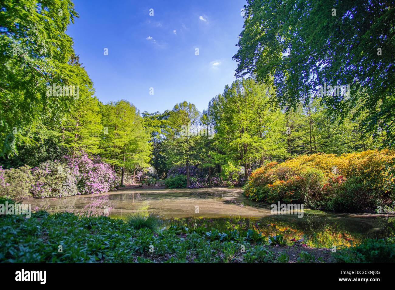 Rhododendron park hi-res stock photography and images - Alamy