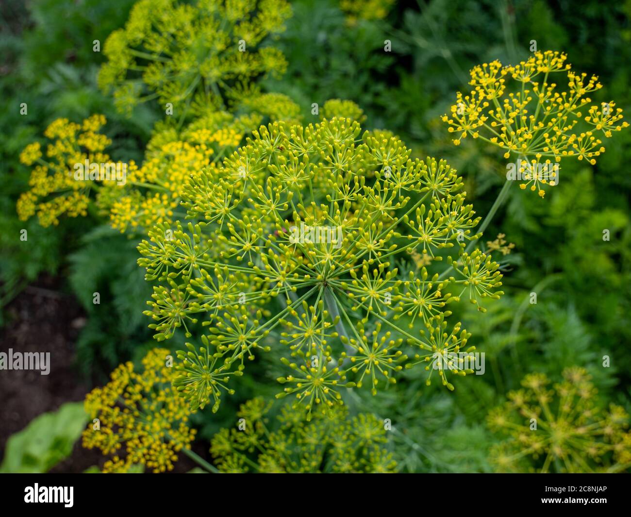 dill plants in the garden Stock Photo - Alamy