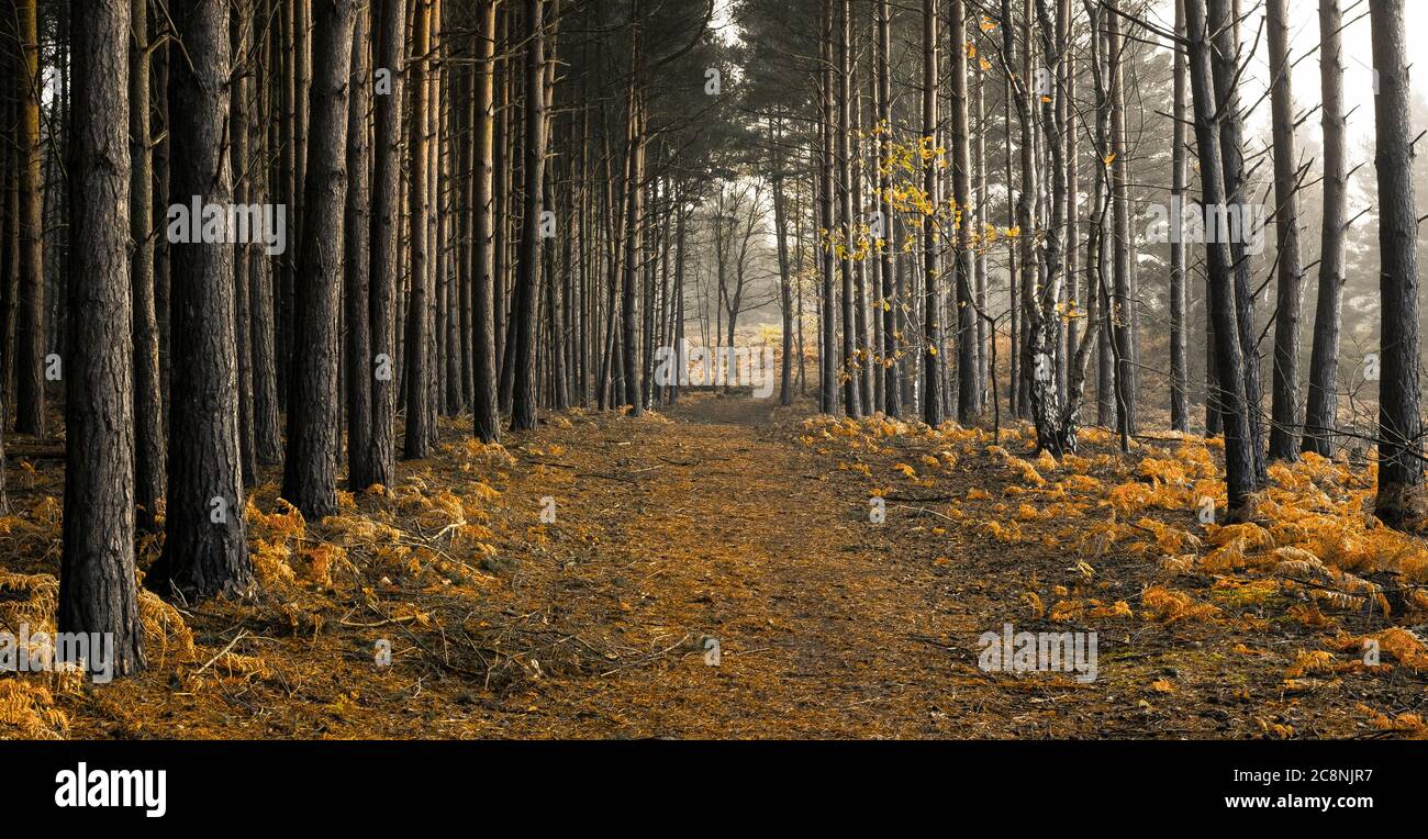 A tree lined path through the woods on a misty morning Stock Photo - Alamy