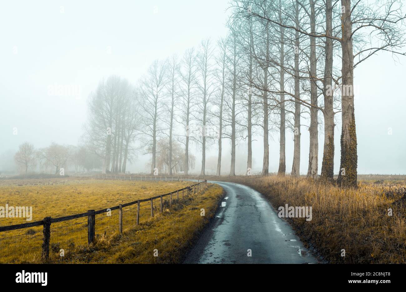 A tree lined road hi-res stock photography and images - Alamy