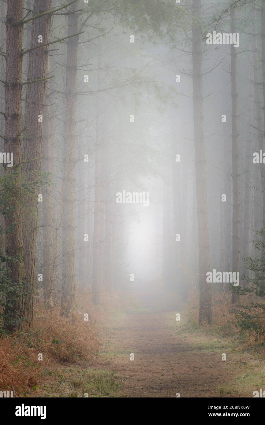 Misty path hi-res stock photography and images - Alamy