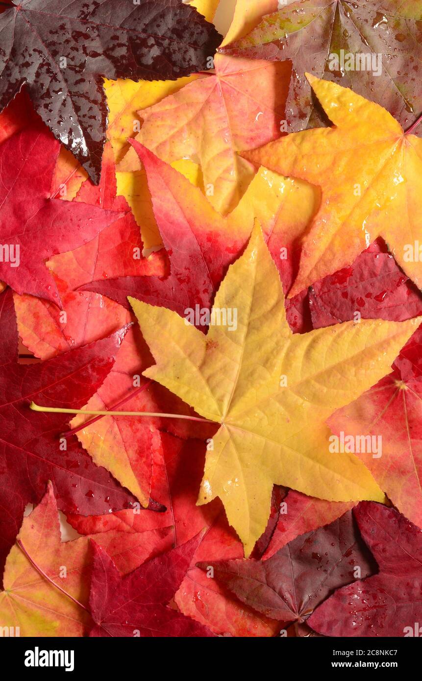 Background ith group autumn orange leaves. Outdoor Stock Photo - Alamy