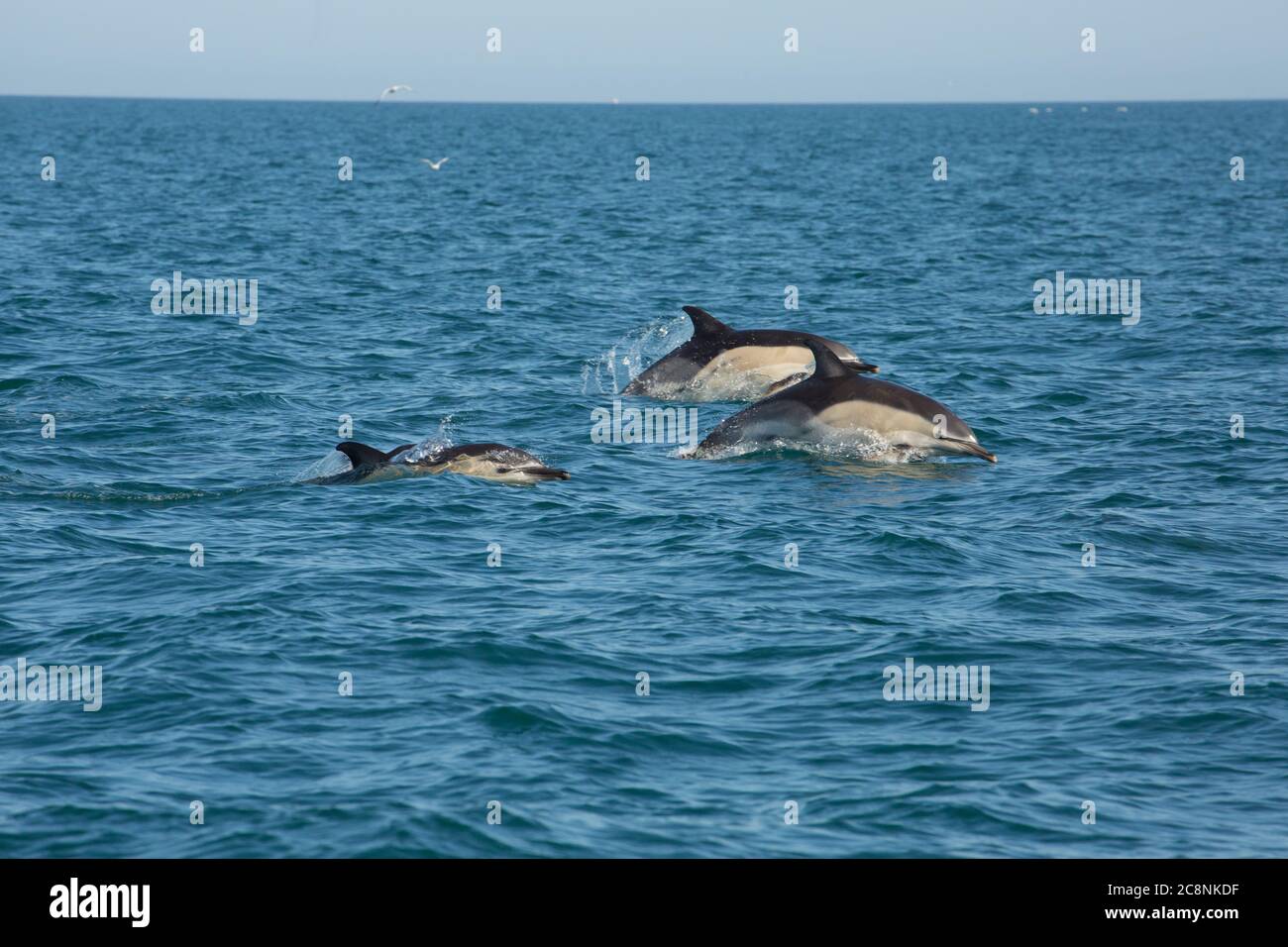 Devon dolphins hi-res stock photography and images - Alamy