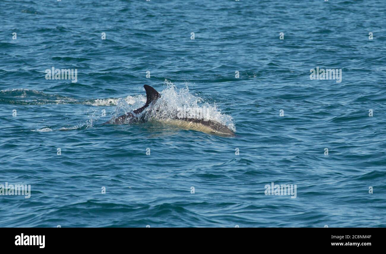 A short beaked common dolphin, Delphinus delphis, leaping off the Devon ...