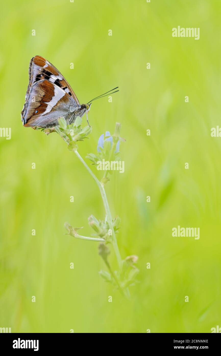 The magnificent Purple emperor at sunrise (Apatura iris Stock Photo - Alamy