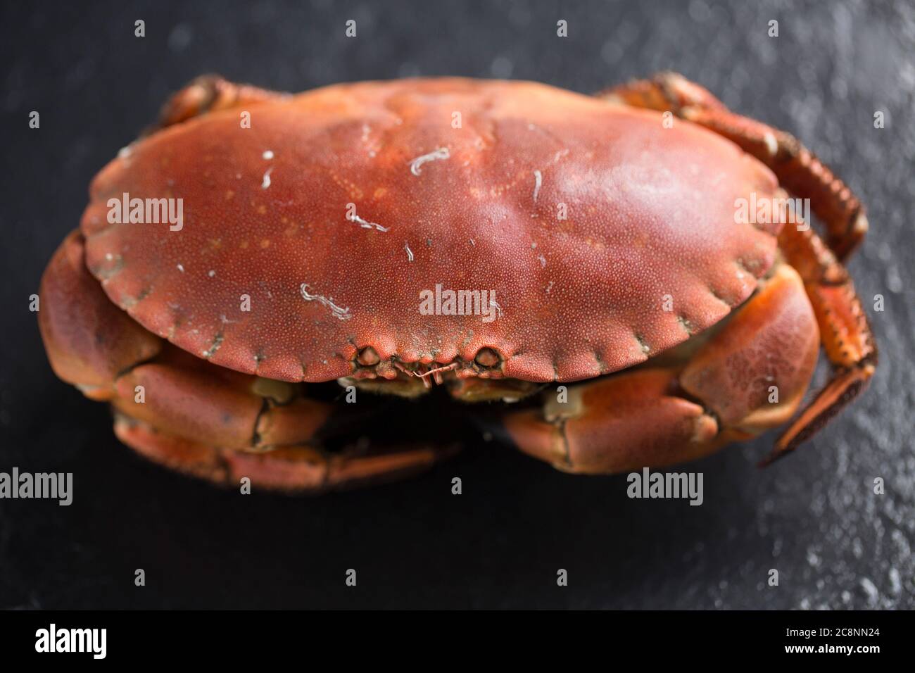 A single boiled, cooked brown crab, Cancer pagurus, on a dark slate ...