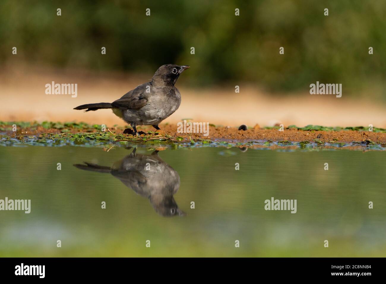 White-spectacled bulbul (Pycnonotus xanthopygos Stock Photo - Alamy