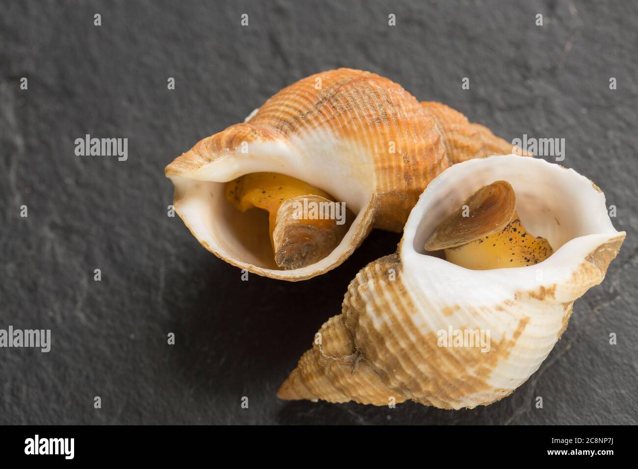 Boiled, cooked whelks, Buccinum undatum, that are still in their shells ...