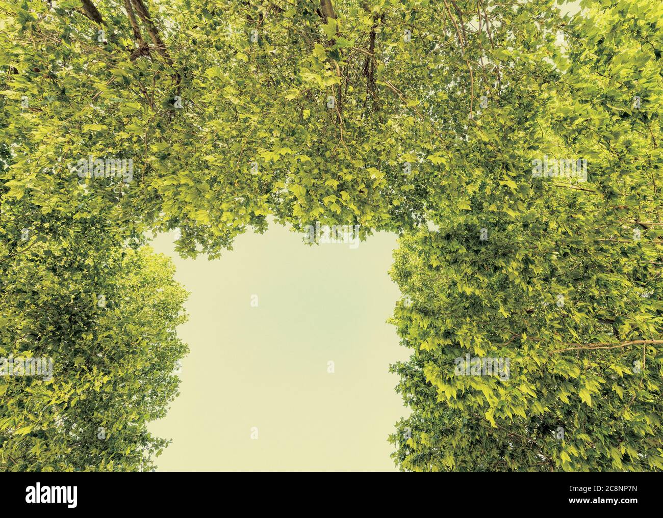 Vintage photo of framing trees Stock Photo - Alamy