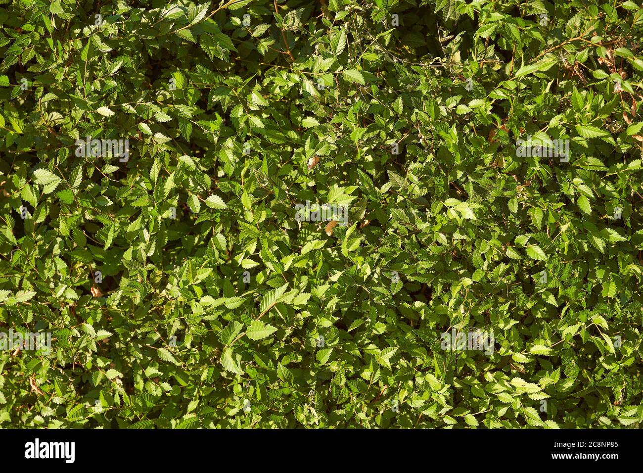 Green bush in the sun. Light effects. Natural background Stock Photo ...