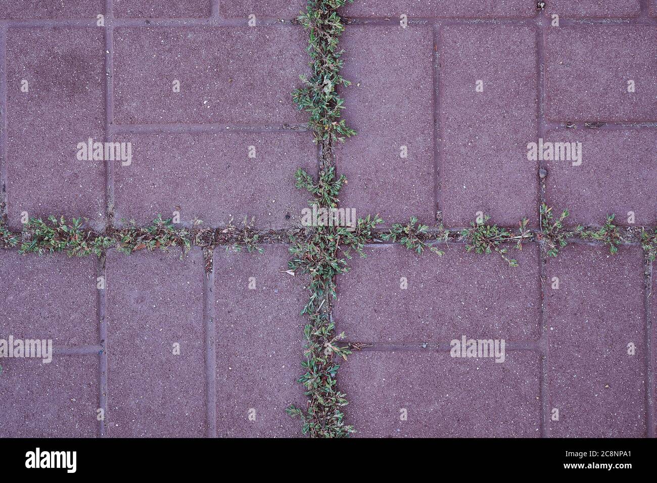Green grass protruding through the slit in the outdoor tile Stock Photo ...