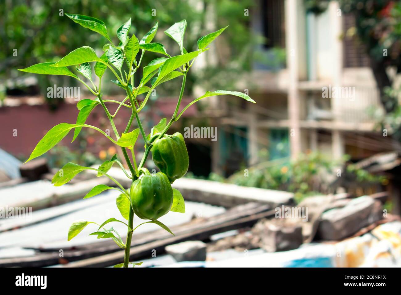 Beautiful Capsicum plant in my garden Stock Photo - Alamy
