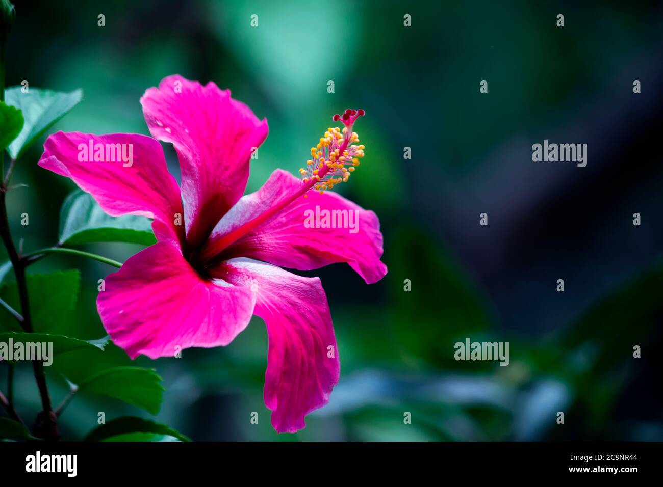 Chinese red rose on a green tree Stock Photo - Alamy