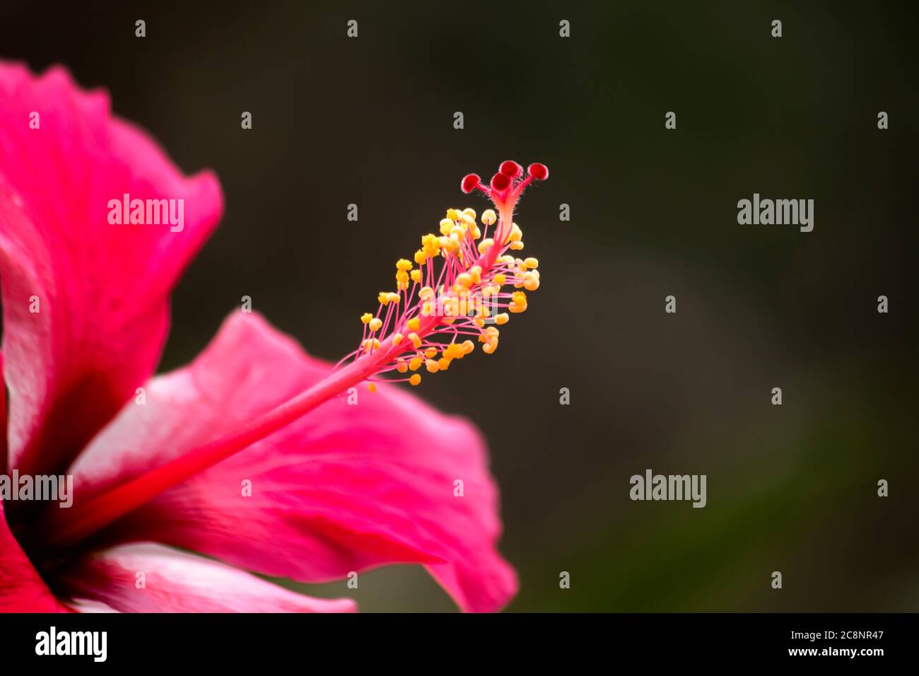 Chinese red rose on a green tree Stock Photo - Alamy