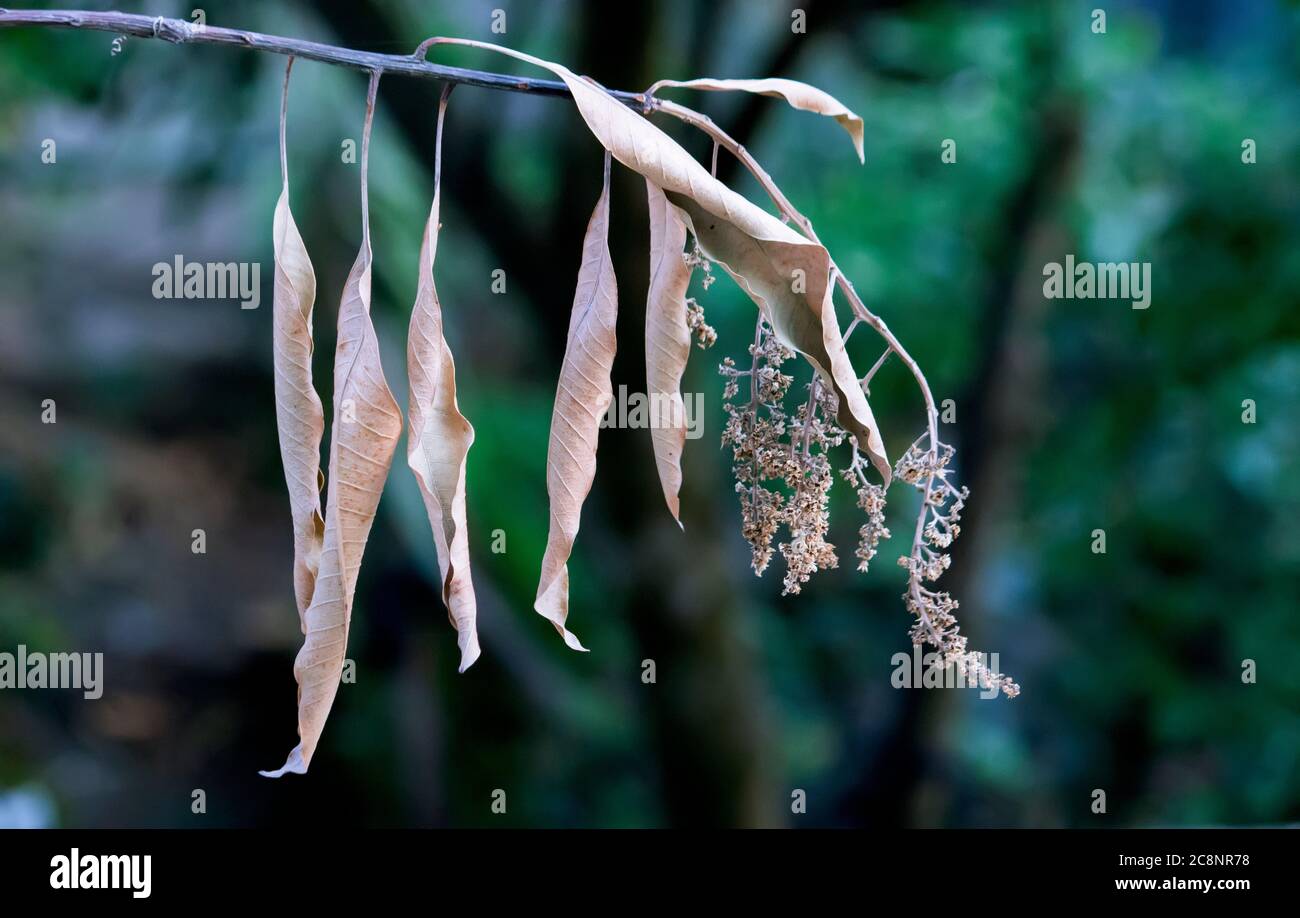 I am going to die.save tree save human Stock Photo - Alamy