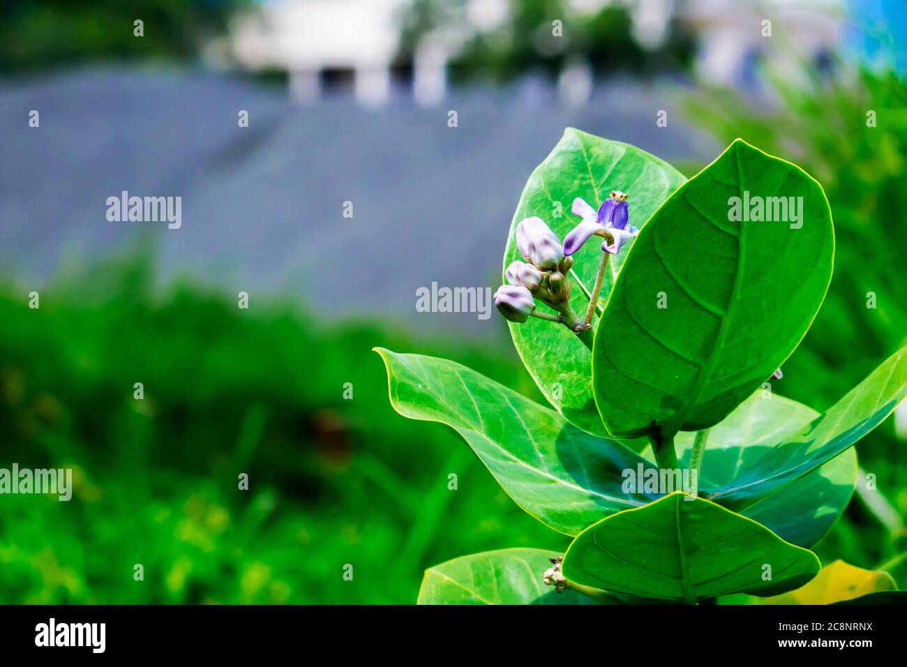 Calotropis High Resolution Stock Photography and Images - Alamy