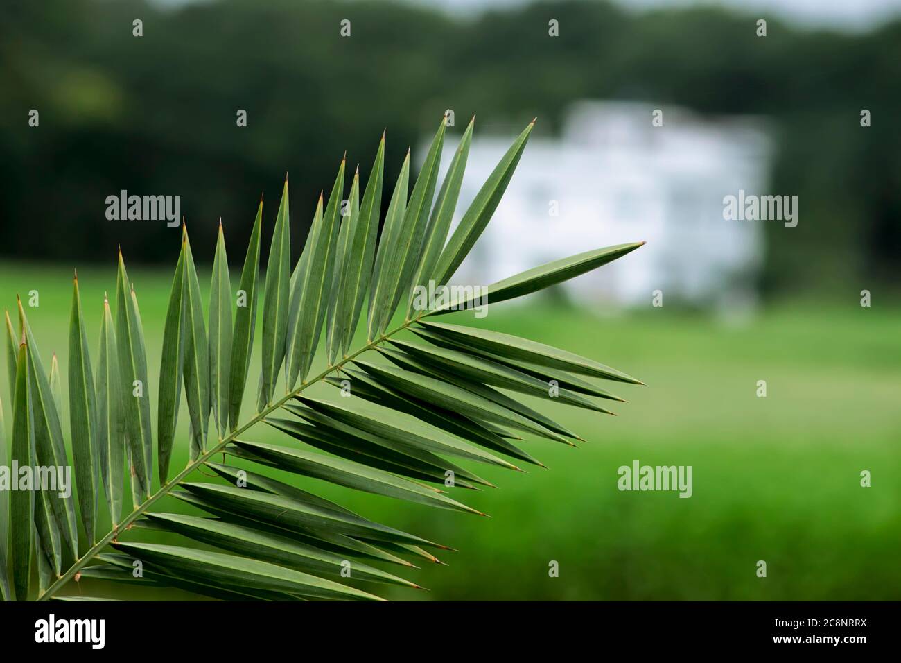 Different leaf shapes hi-res stock photography and images - Alamy
