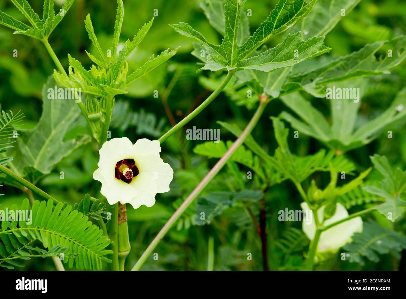 Lady finger farming hi-res stock photography and images - Alamy
