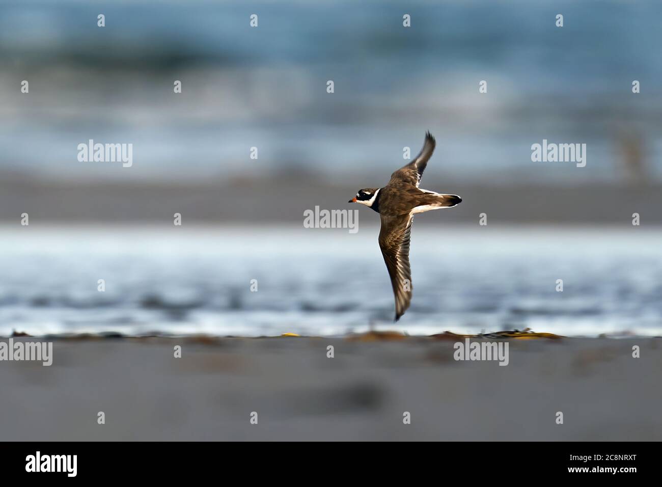 Common ringed plover in flight in its natural enviroment Stock Photo ...