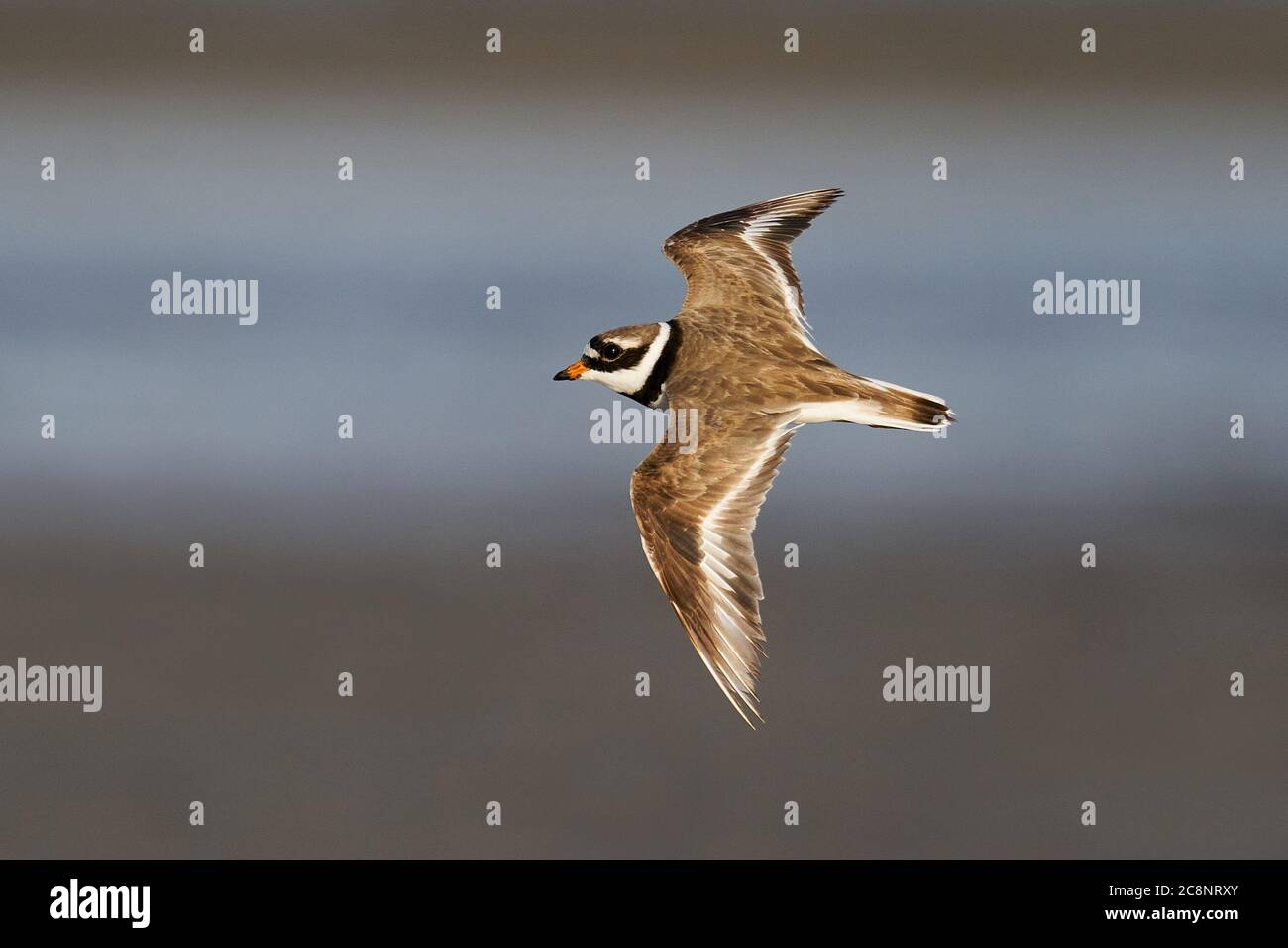Common ringed plover in flight in its natural enviroment Stock Photo ...