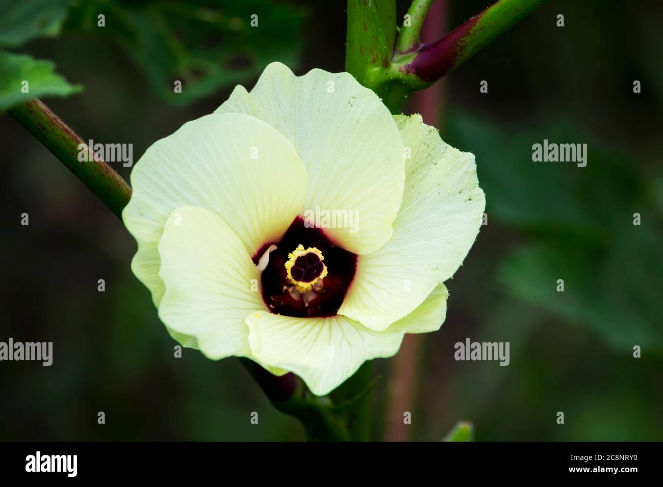 Lady finger plant hi-res stock photography and images - Alamy