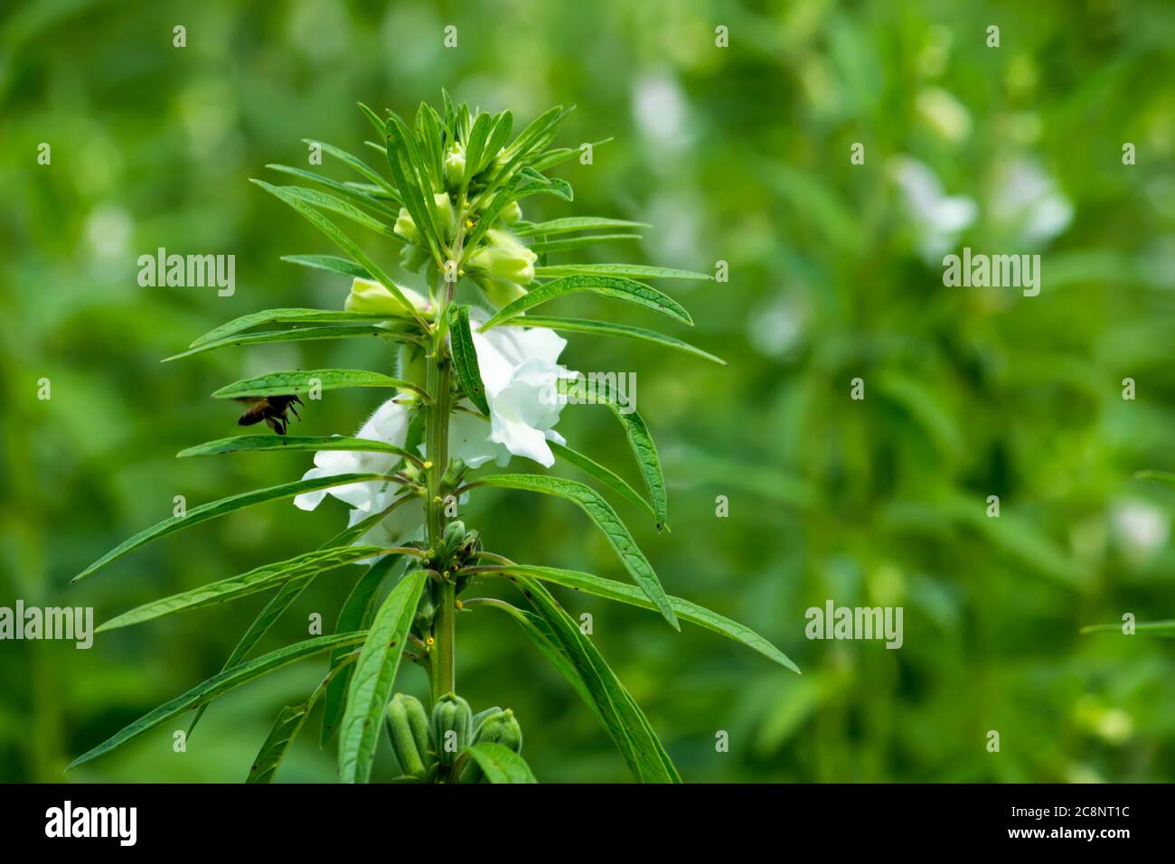 The sesame tree with honey bee Stock Photo - Alamy