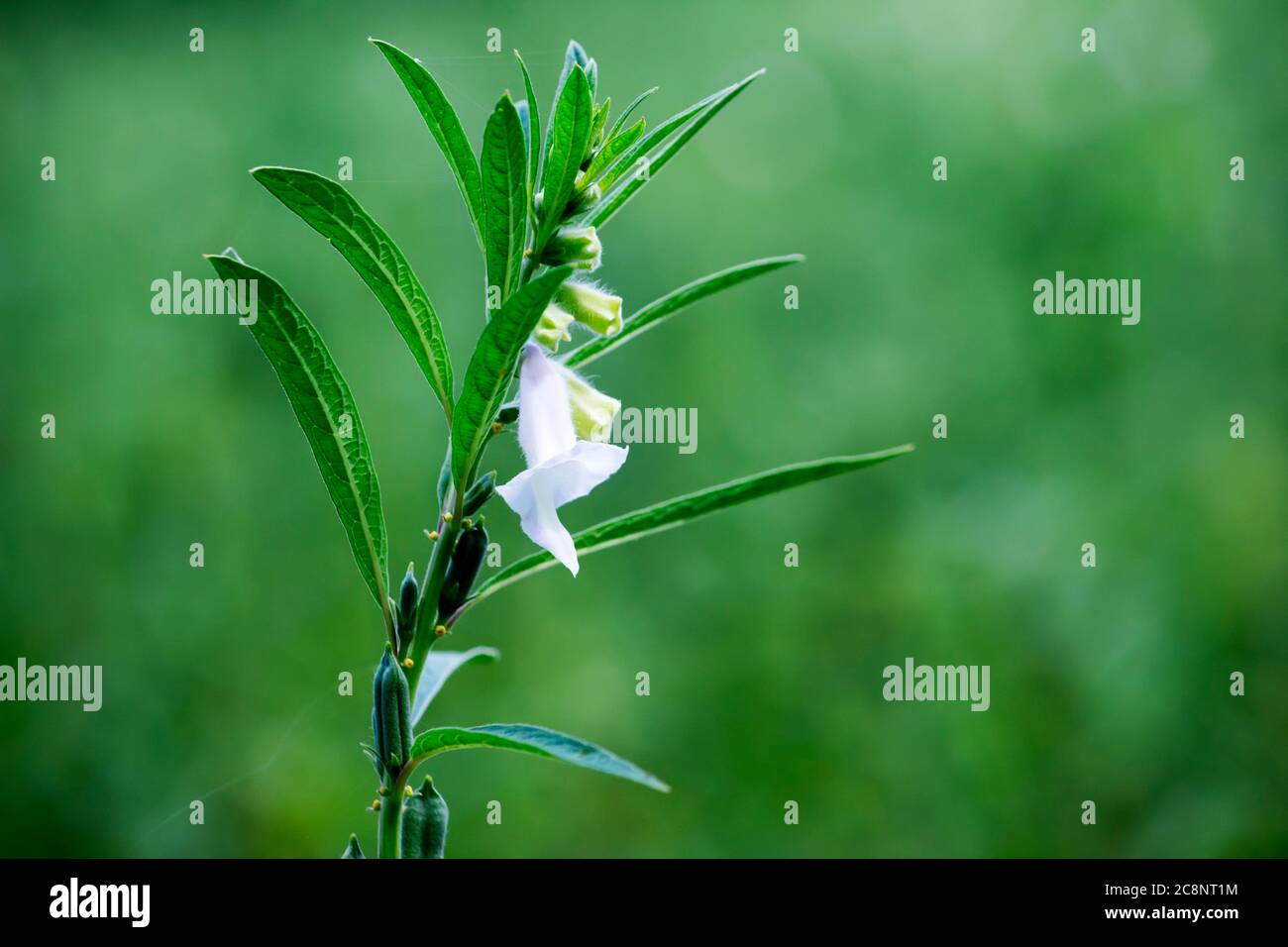 Sesame seed illustration hi-res stock photography and images - Alamy