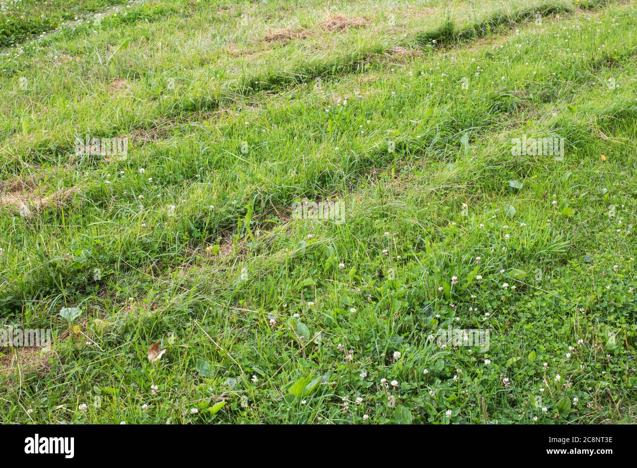 Long grass nobody top view hi-res stock photography and images - Alamy